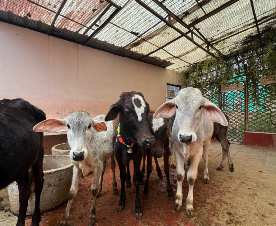 Cow Seva – Sadhu Maharaja